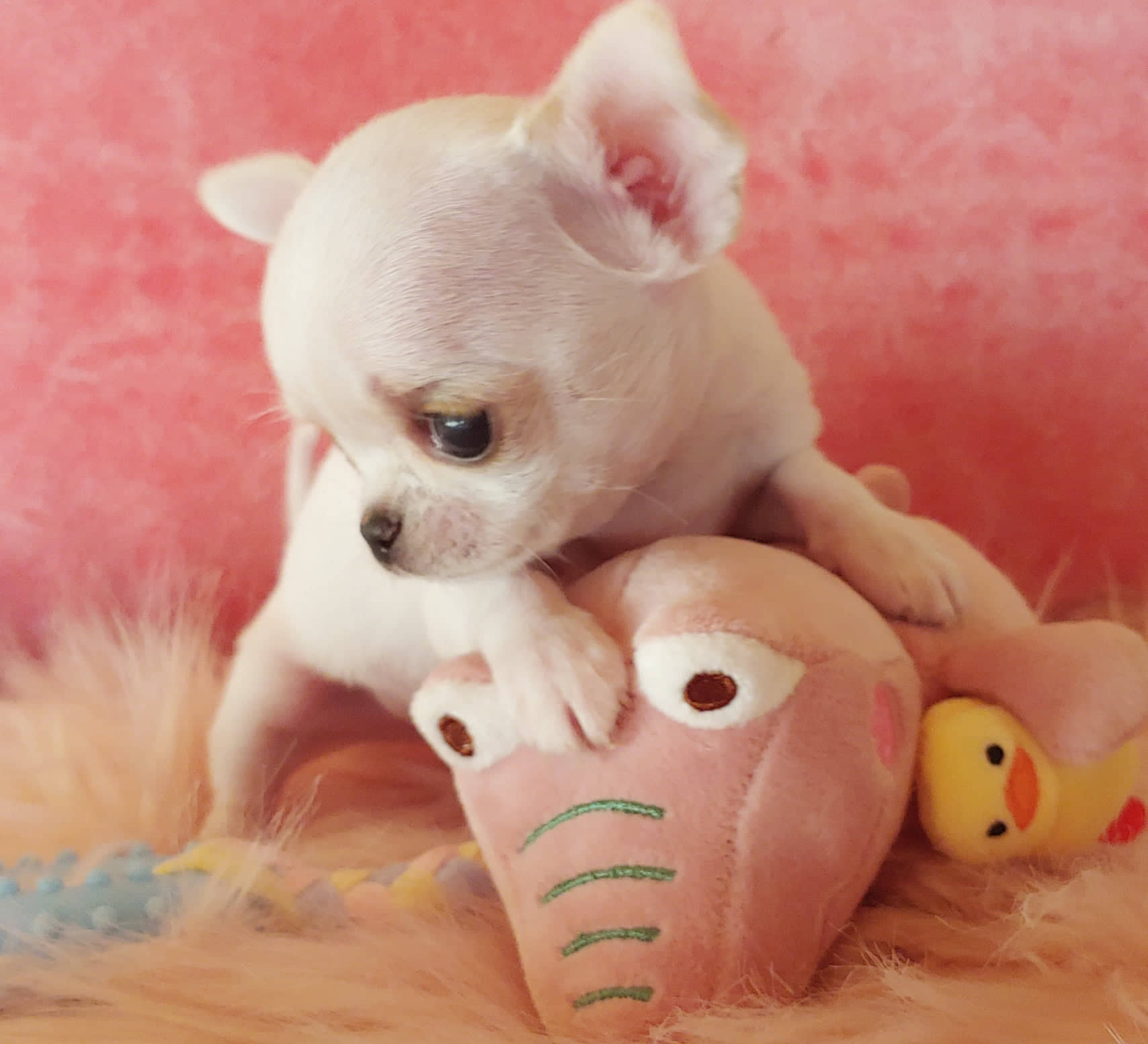 Cachorros de Chihuahua de Pelo Largo y Pelo Corto | Chihuahuas de ...